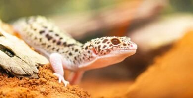 Gecko Leopardo: Cuidados, alimentación y toda la información