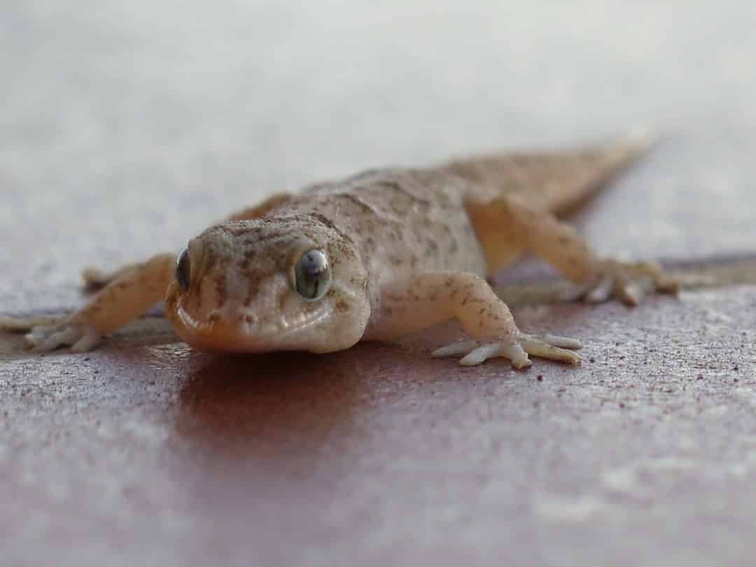 Geckos🦎: características, tipos y cuidados | Geckopedia