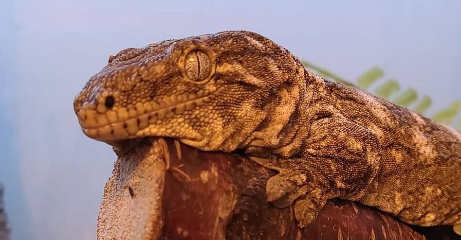 Gecko Gigante de Nueva Caledonia - El Gecko MAS GRANDE